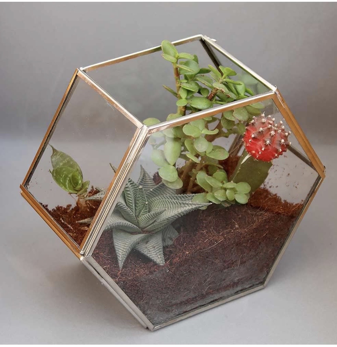 Hexagon Glass Terrarium – Theghar