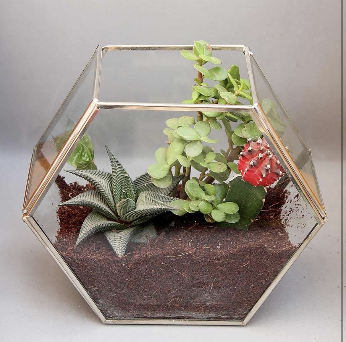 Hexagon Glass Terrarium – Theghar